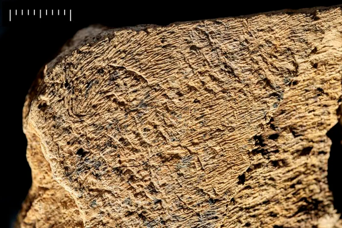 500,000-Year-Old Elephant Bone Hammer Reveals Clever Tool-Making Skills ...