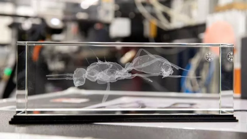 Scientists Discover 20-Million-Year-Old Ant Species in Amber