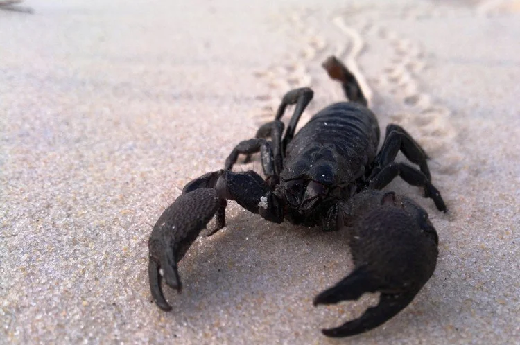 Australia Discovers a Long-Extinct Sea Scorpion That Can Reach 2 Meters ...