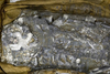 The rediscovery of ‘Noah’, a 6,500-year-old skeleton, who survived a ...