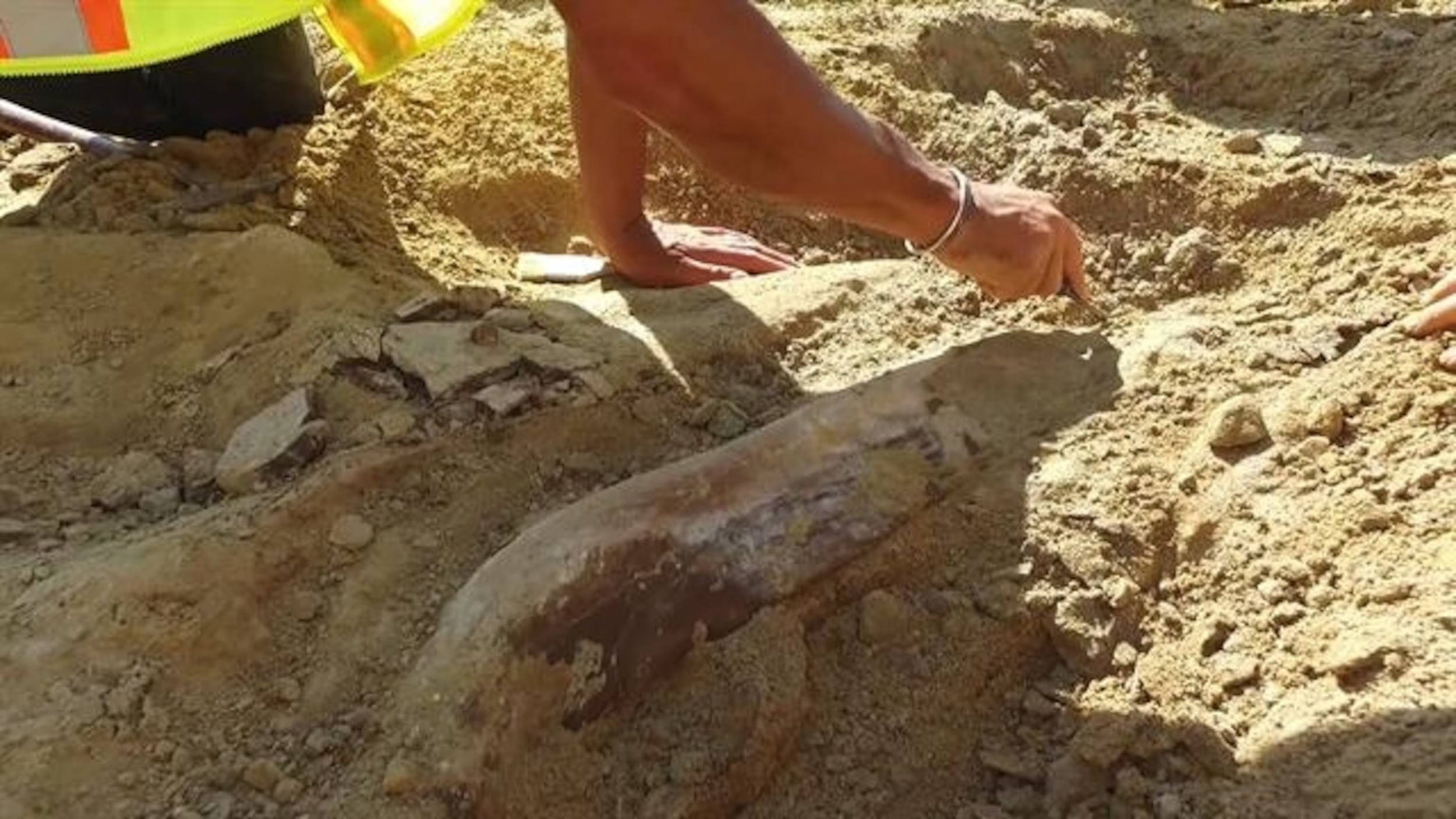Researchers Discover Soft Tissue in Bones of a 75-Million-Year-Old Dinosaur
