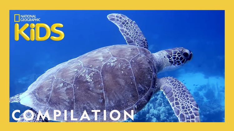 Scuba Diving with Sam! 🐡 | What Sam Sees | 90 Minutes | Nat Geo Kids ...