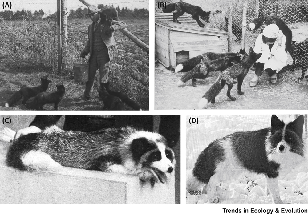 The Forgotten Animal Domestication Experiments