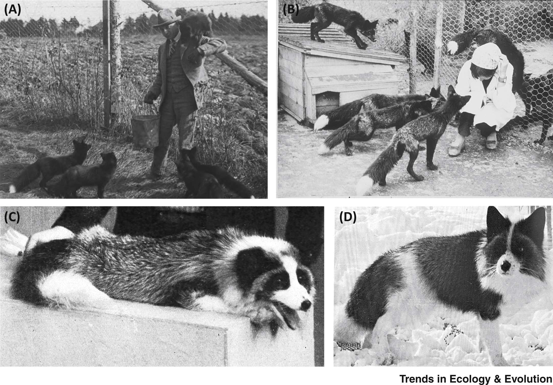 The Forgotten Animal Domestication Experiments