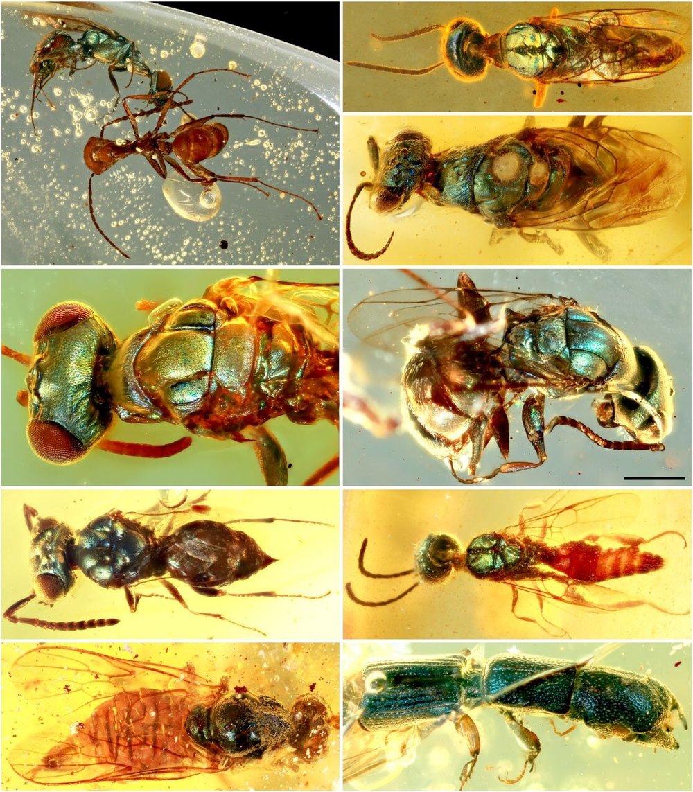 99 Million-Year-Old Insects Stuck in Amber Reveal An Ancient World Of ...