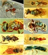 99 Million-Year-Old Insects Stuck in Amber Reveal An Ancient World Of ...