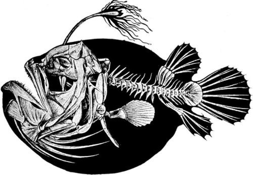 The Creepy Anglerfish Comes to Light. (Just Don’t Get Too Close.)
