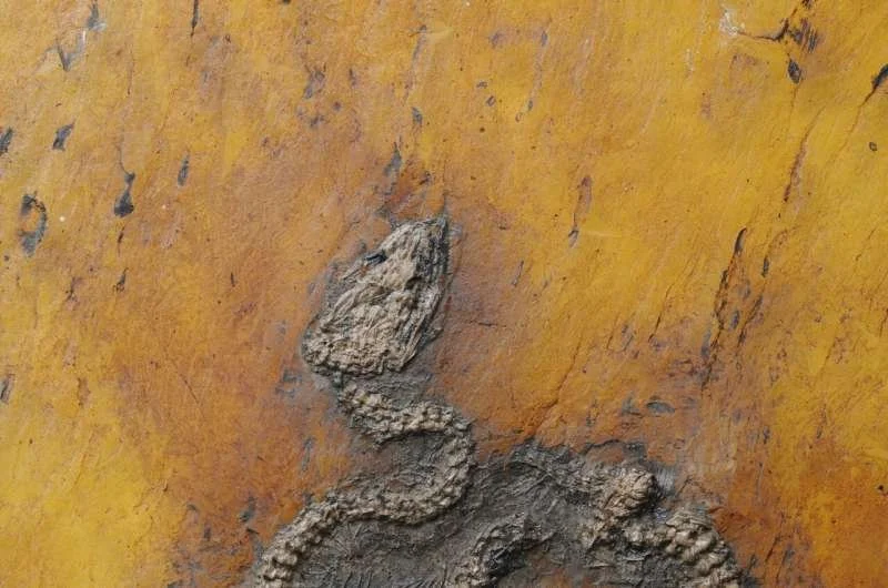 World's earliest python identified from 47 million-year-old fossil remains