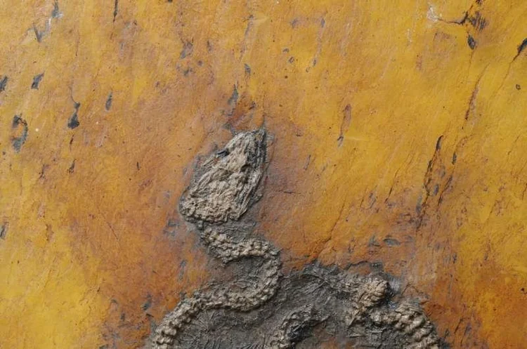 World's earliest python identified from 47 million-year-old fossil remains