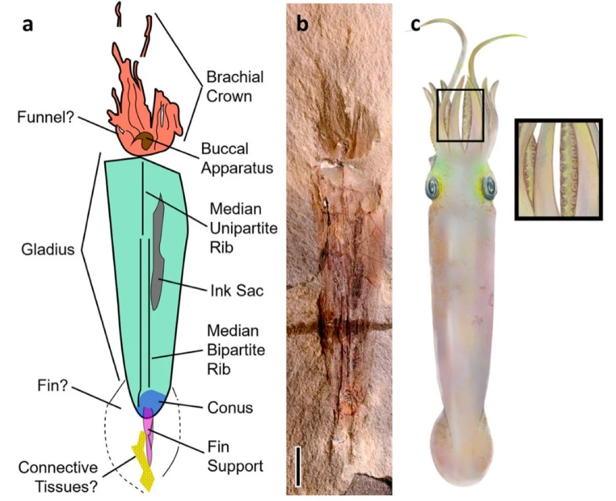 The oldest fossilized octopus is 330 million years old