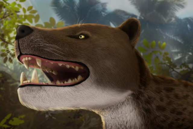 Rare Discovery of 30-Million-Year-Old Predator Skull Offers Insight ...