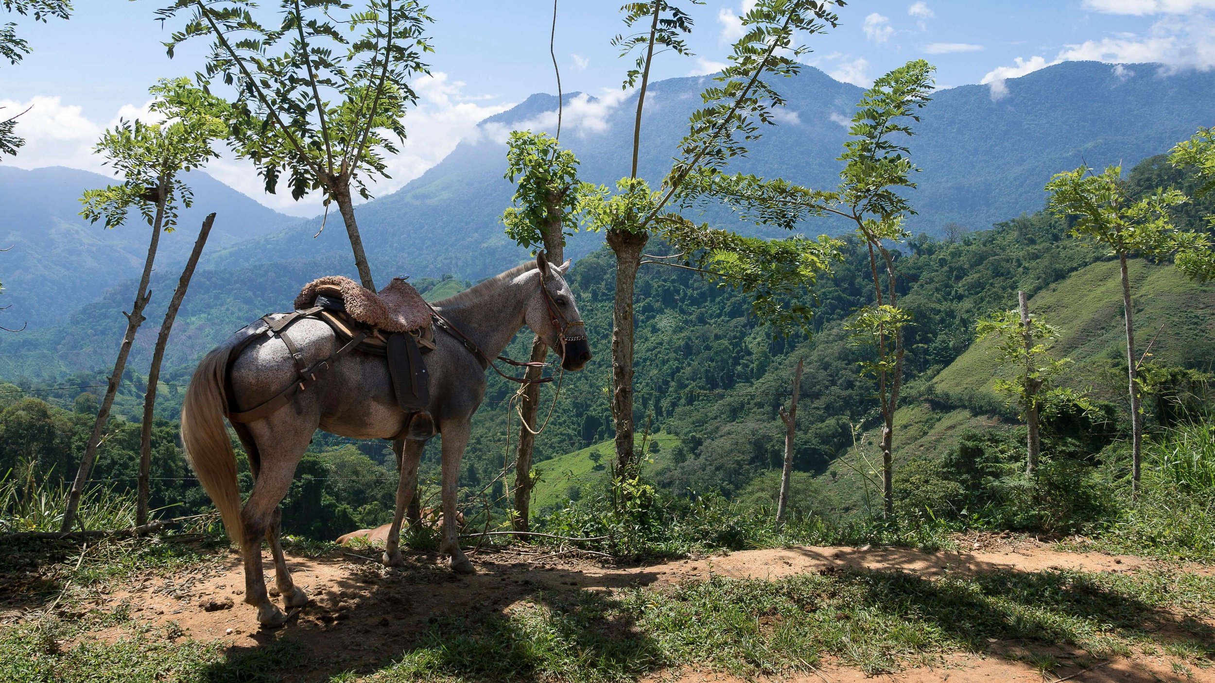 Teyuna Trek: Journeying Through the Jungle to Discover Lost History
