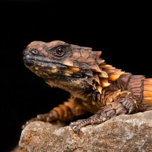 People Can’t Get Enough Of The Armadillo Lizard As It Looks Like A Tiny ...