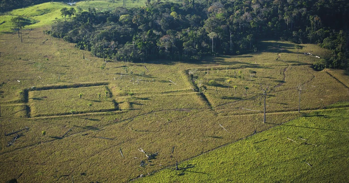 The Amazon Rainforest Hides at least 10,000 Pre-Columbian Structures ...