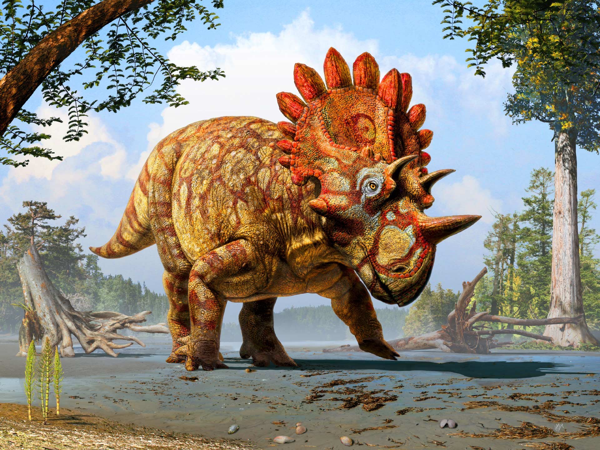 “Regaliceratops”: New horned dinosaur discovered in Canada “Regaliceratops”: New horned dinosaur discovered in Canada