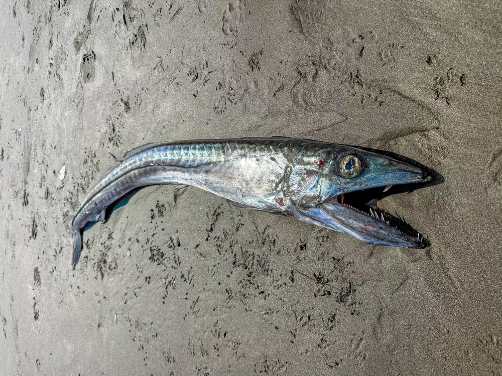 Experts Stumble Upon Unexpected Find After Rare ‘Twilight Zone’ Fish ...