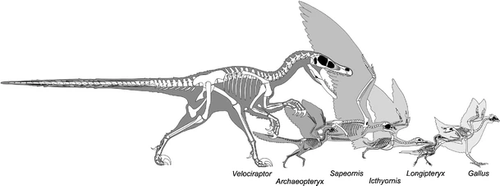 How Chickens Are Related to Dinosaurs