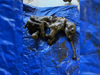 A 30,000-year-old baby woolly mammoth emerges from the permafrost in ...