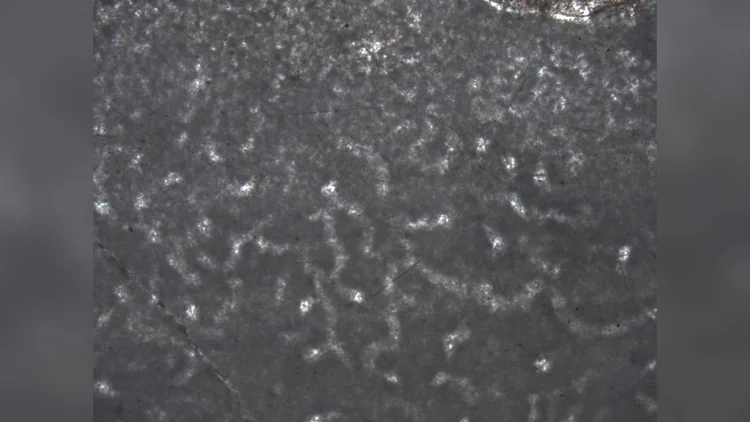 New find shows animal life may have existed millions of years before ...