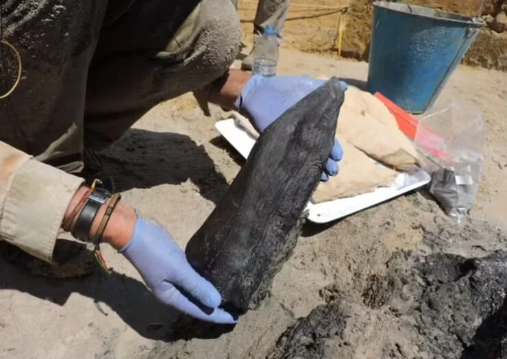 Revealing the Environmental Wisdom of Our Stone Age Ancestors: The ...