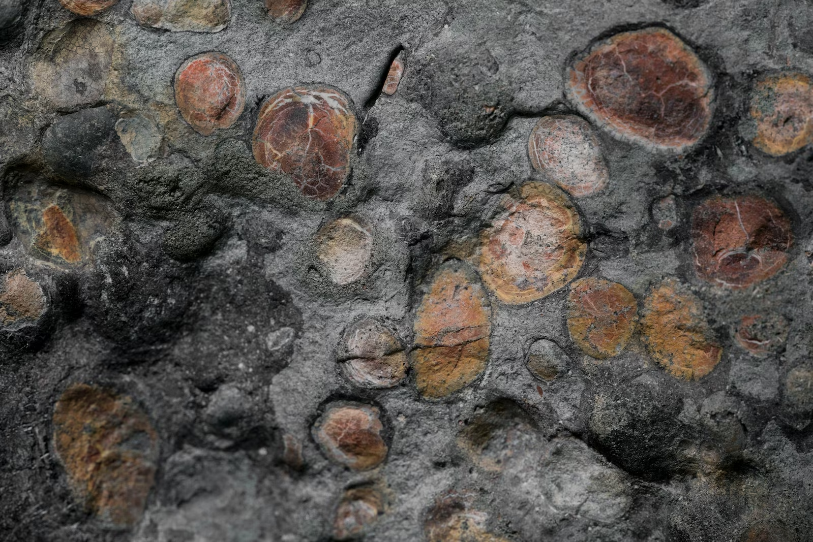 Nodosaur Dinosaur ‘Mummy’ Unveiled With Skin And Guts Intact In Canada