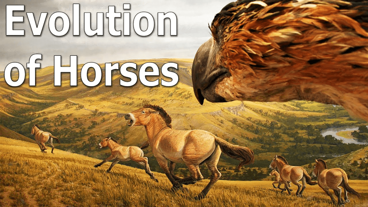 The Truth of Horse Evolution
