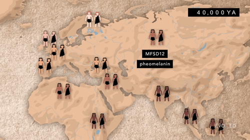 The Evolution of Human Skin Color