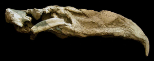 Terror birds: predators that can grow up to an incredible 10 feet tall ...