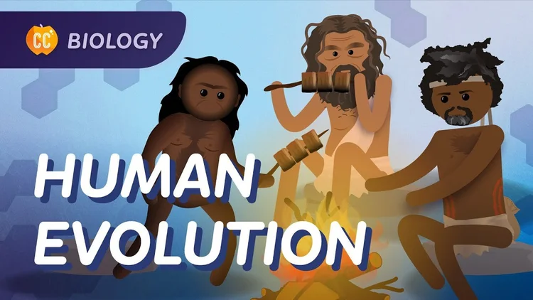 How Did Humans Evolve?