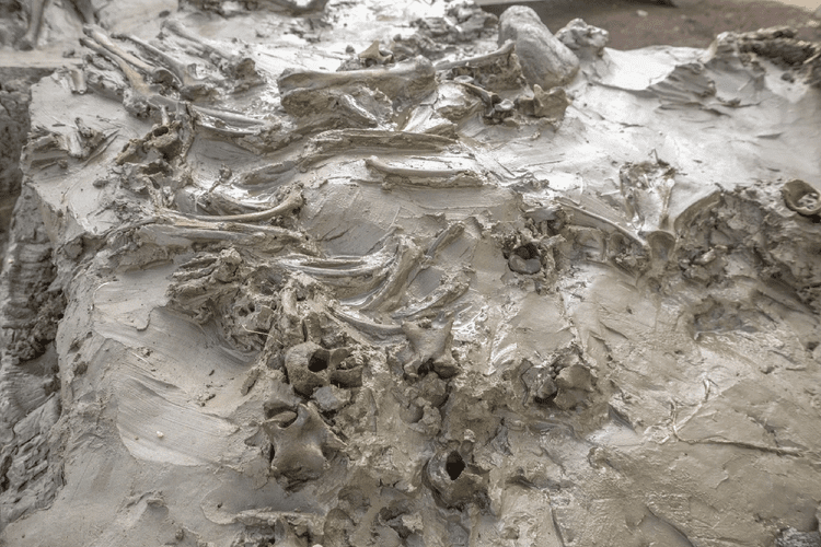 Stone Age dog burial unearthed in Swedish Bog