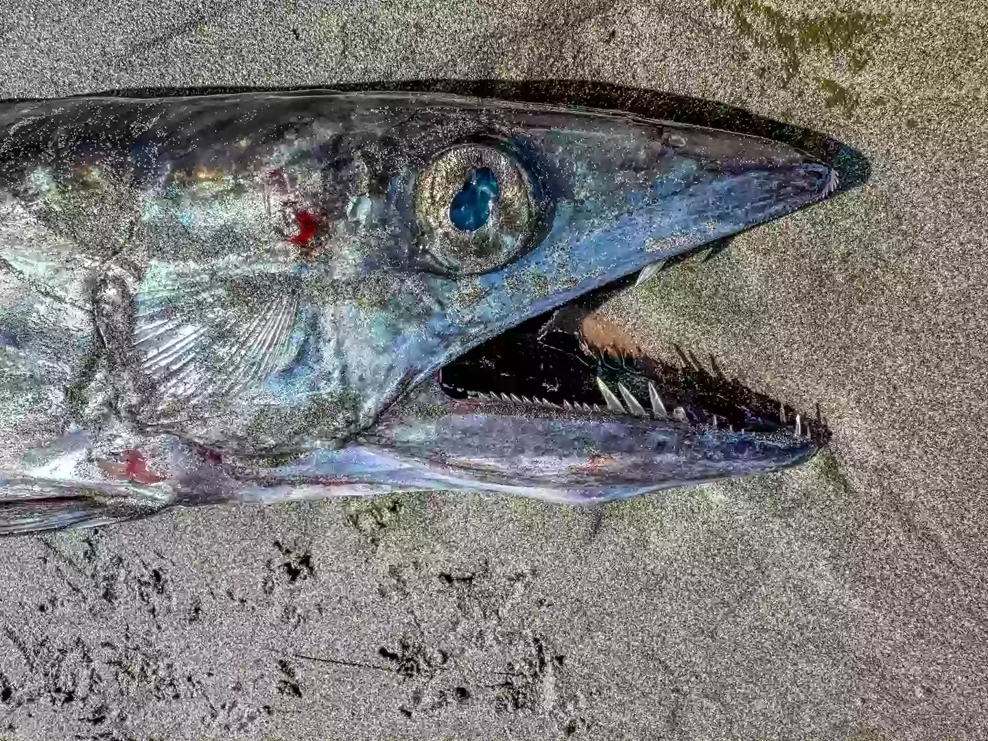 Experts Stumble Upon Unexpected Find After Rare ‘Twilight Zone’ Fish ...