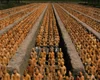 The Terracotta Army: An Archaeological Treasure of China