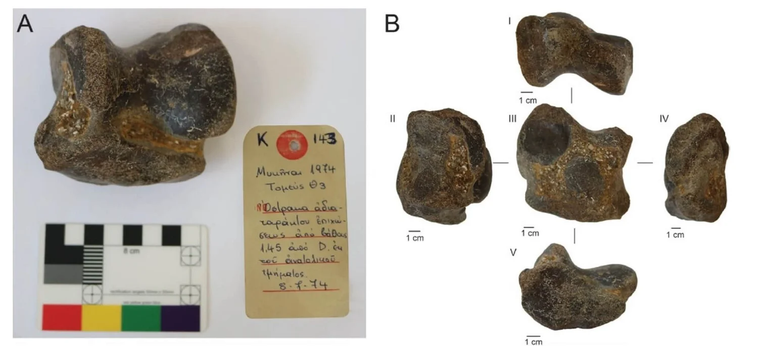 Ice Age Rhino Fossil Unearthed in Mycenae: Insights into Bronze Age Rituals