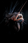The Creepy Anglerfish Comes to Light. (Just Don’t Get Too Close.)
