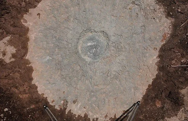 Discovered The Oldest Forest In The World, Dating Back 386 Million Years