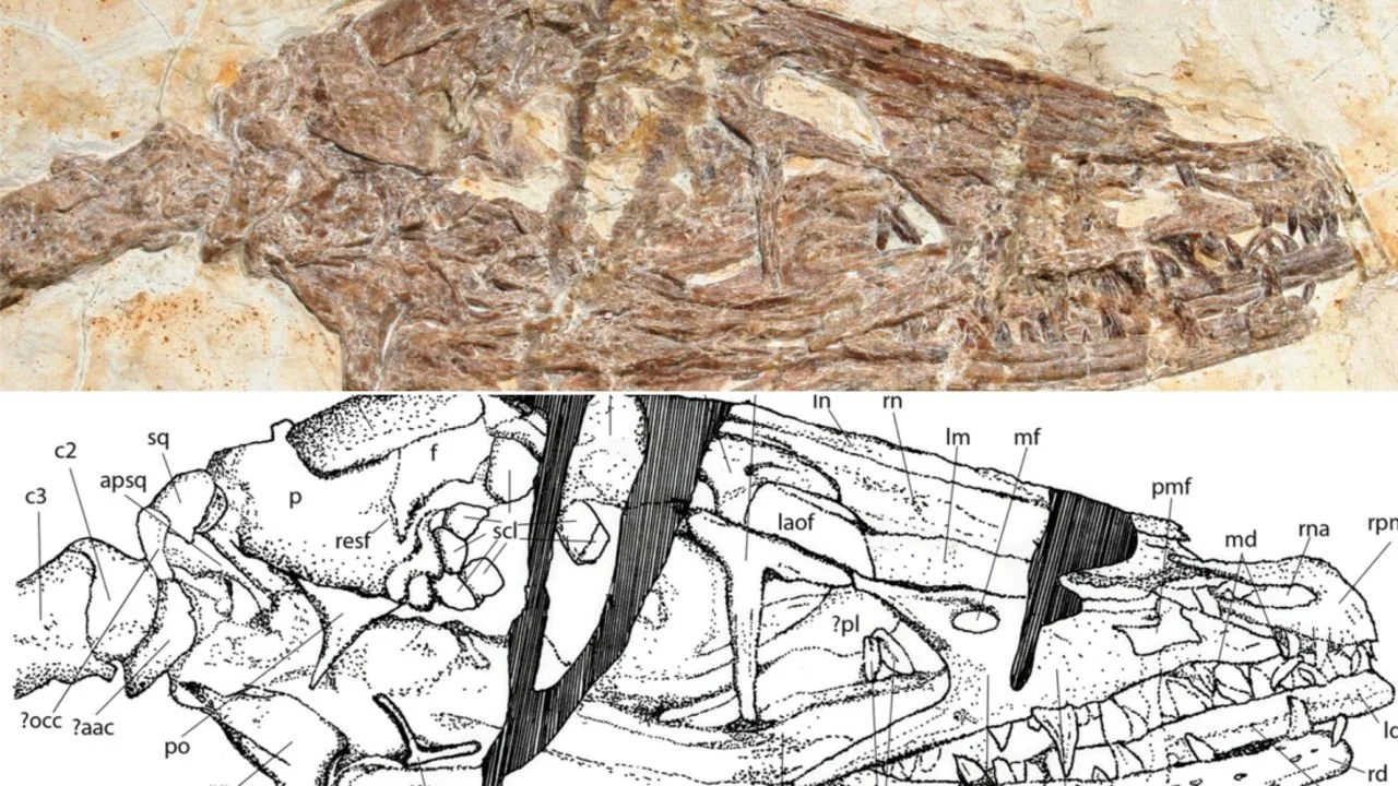 120 million-year-old ‘dancing dragon’ fossil found in China