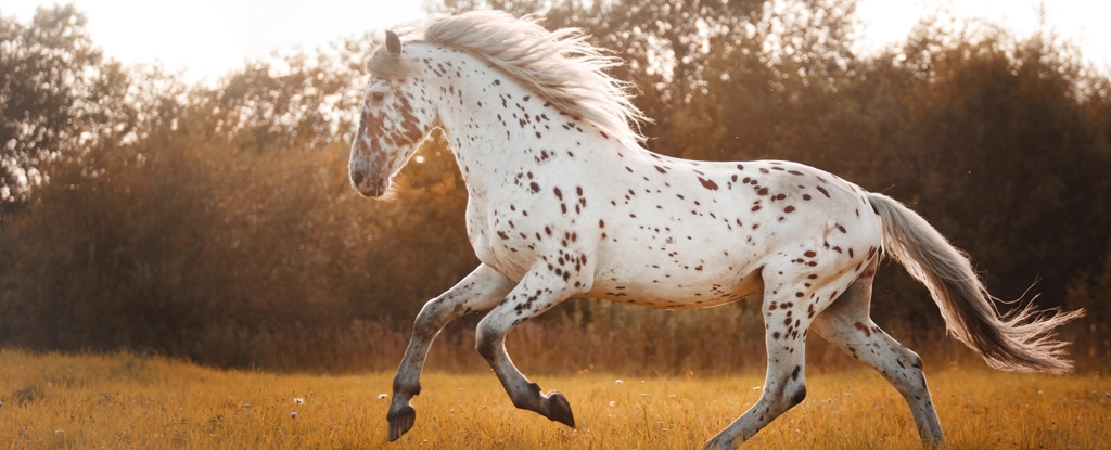 New Study Reveals That Horses Transformed Native American Life Far ...