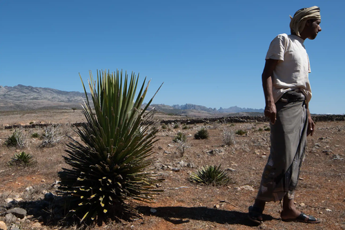 Dragon Blood Tree: These centuries-old trees ‘bleed’