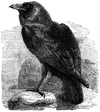 The Role of the Raven in Norse Mythology