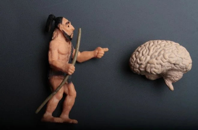 What is known about the size of neanderthal brains?