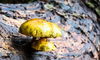 An Unprecedented Discovery: Scientists Stunned by Fungus Capable of ...