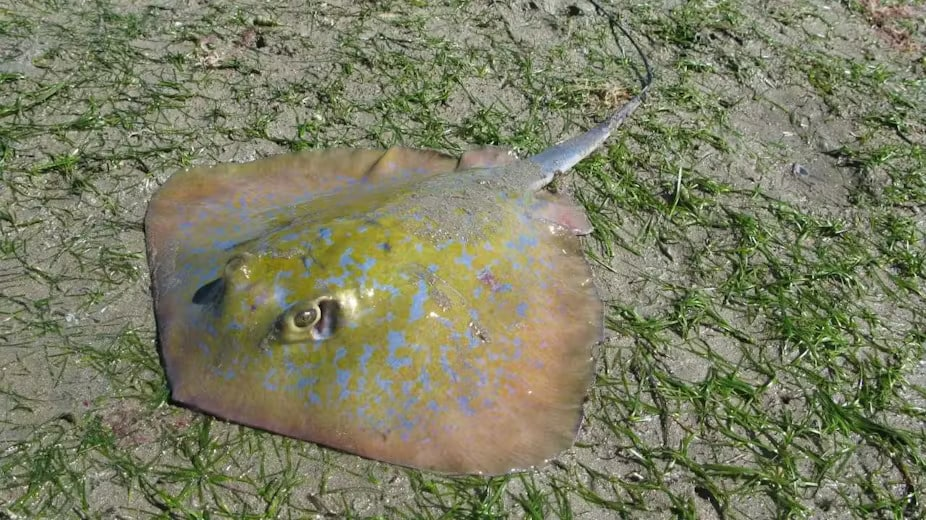 130,000-Year-Old Stingray Sand Sculpture Unveiled on South Africa’s ...