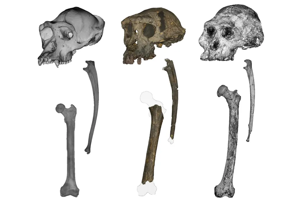 New Fossil Analysis Suggests This Seven-Million-Year-Old Primate Walked ...