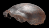7,500-Year-Old "Neanderthal-Human Hybrid" Skull Turns Out To Be ...