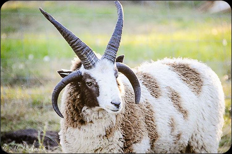 Ancient Viking Sheep Return: The Four-Horned Survivors of Britain’s Past
