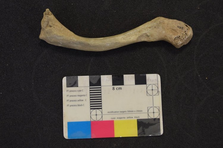 Oldest Human DNA Found in the UK Reveals Origins of Early Britons