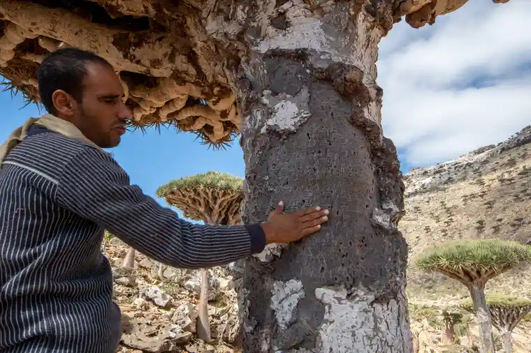 Dragon Blood Tree: These centuries-old trees ‘bleed’