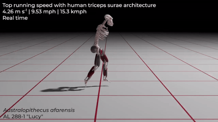 Early Human Ancestor ‘Lucy’ Was a Terrible Runner — And This One Tendon ...