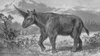 ‘Siberian unicorn’ walked Earth with humans