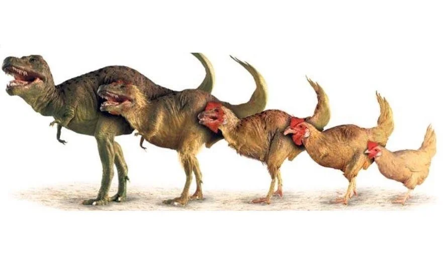 How Chickens Are Related to Dinosaurs